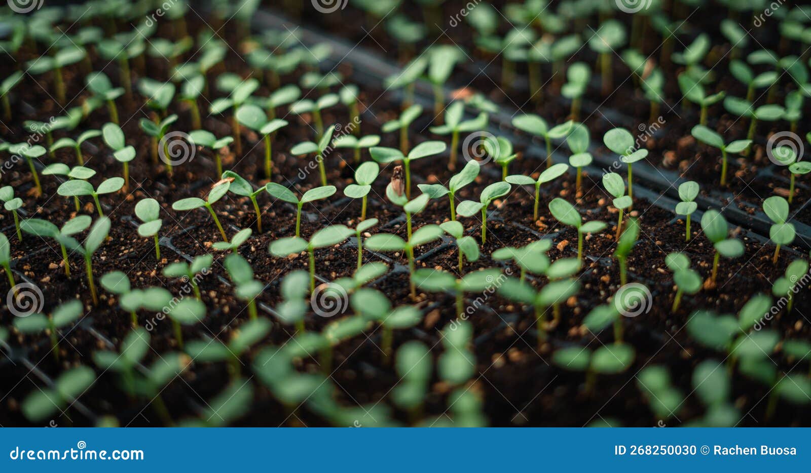Flower Seedlings in the Greenhouse Stock Photo - Image of growth, plant ...