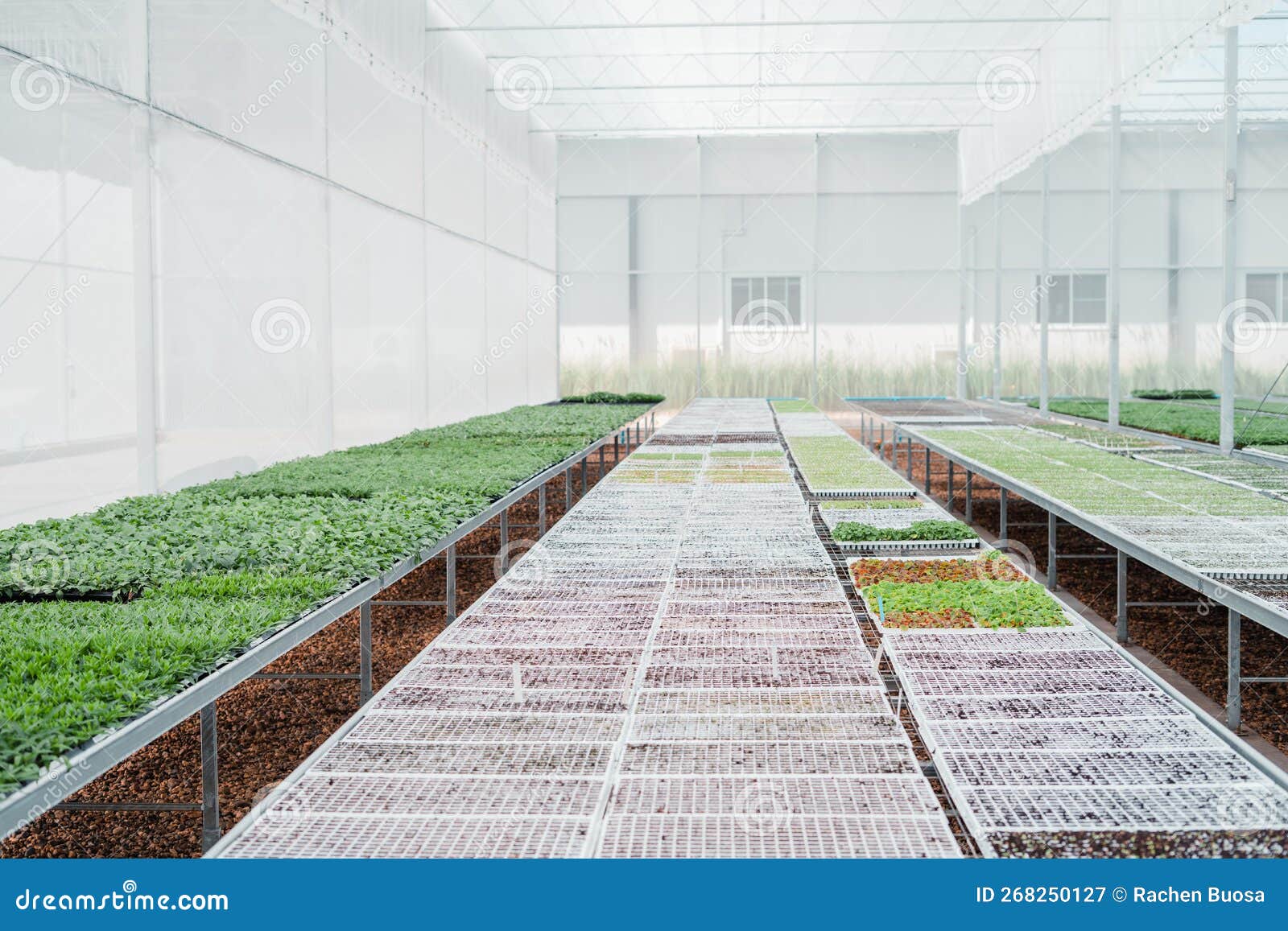 Flower Seedlings in the Greenhouse Stock Image - Image of transplanting ...