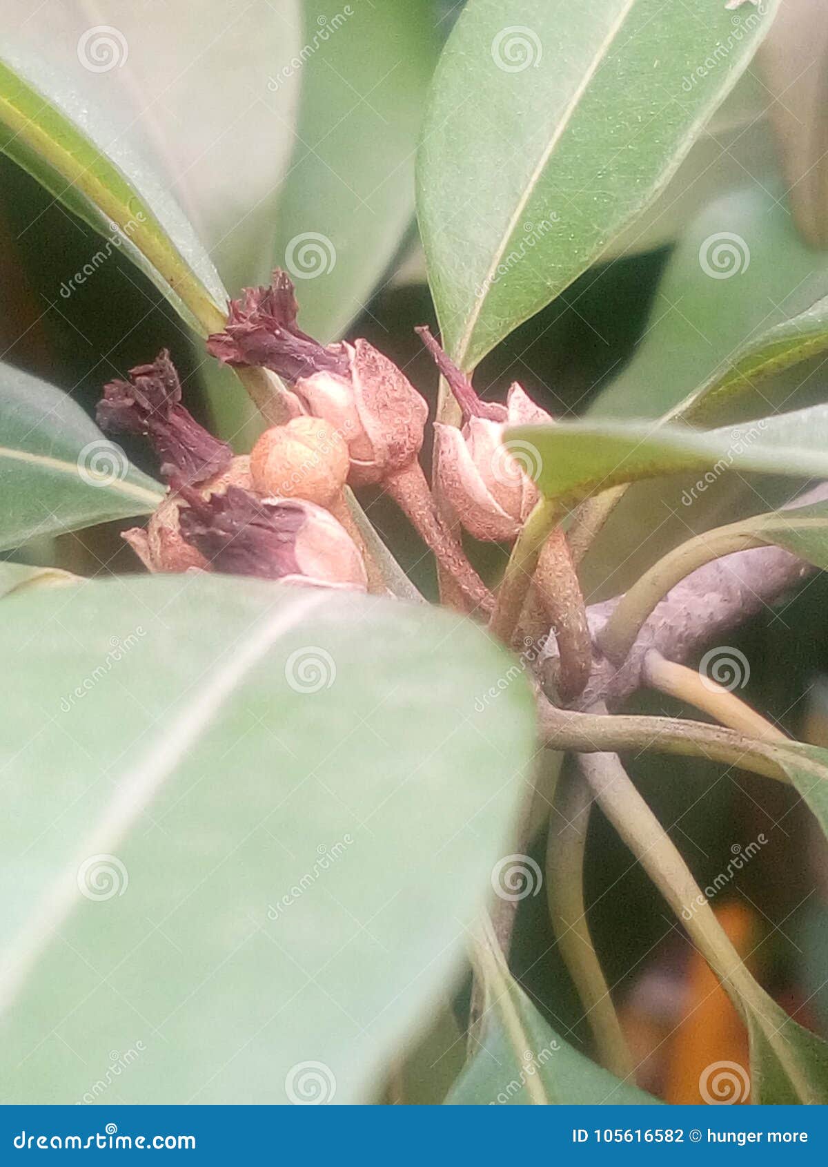 Flower stock photo. Image of flower, healthy, leaf, sapota - 105616582
