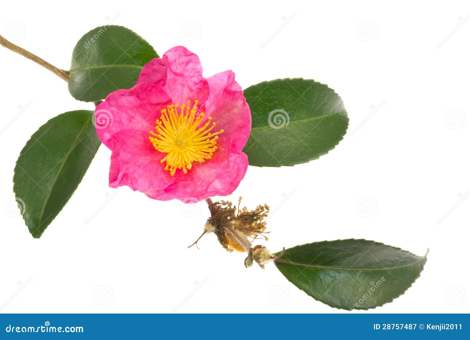 Flower of sasanqua stock image. Image of flora, japanese - 28757487