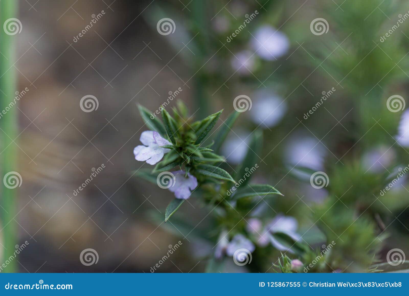 Flower of the Savory Satureja Spicigera. Stock Image - Image of ...