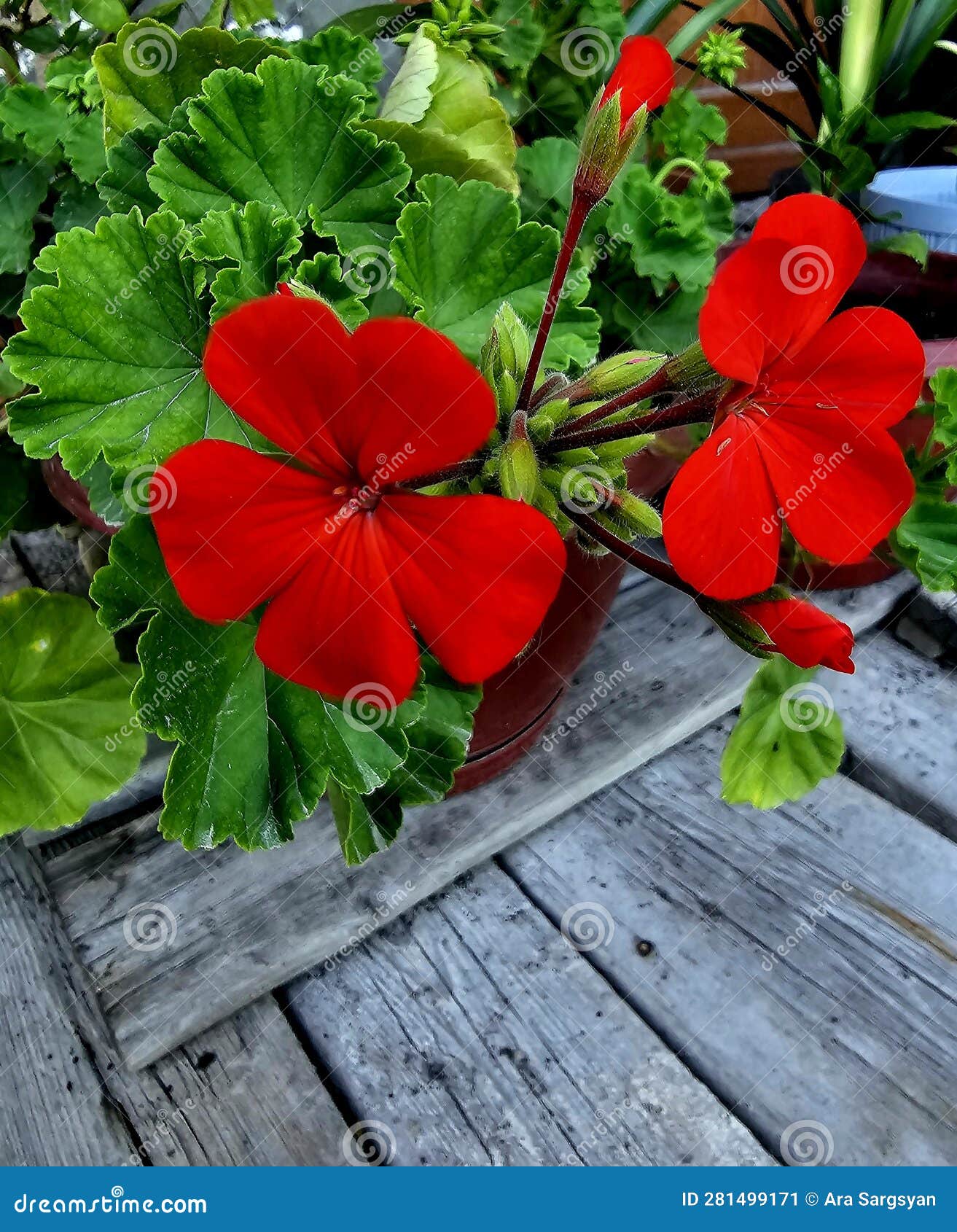 Flower of a Scarlet Geranium Pelargonium Inquinans Stock Image - Image ...