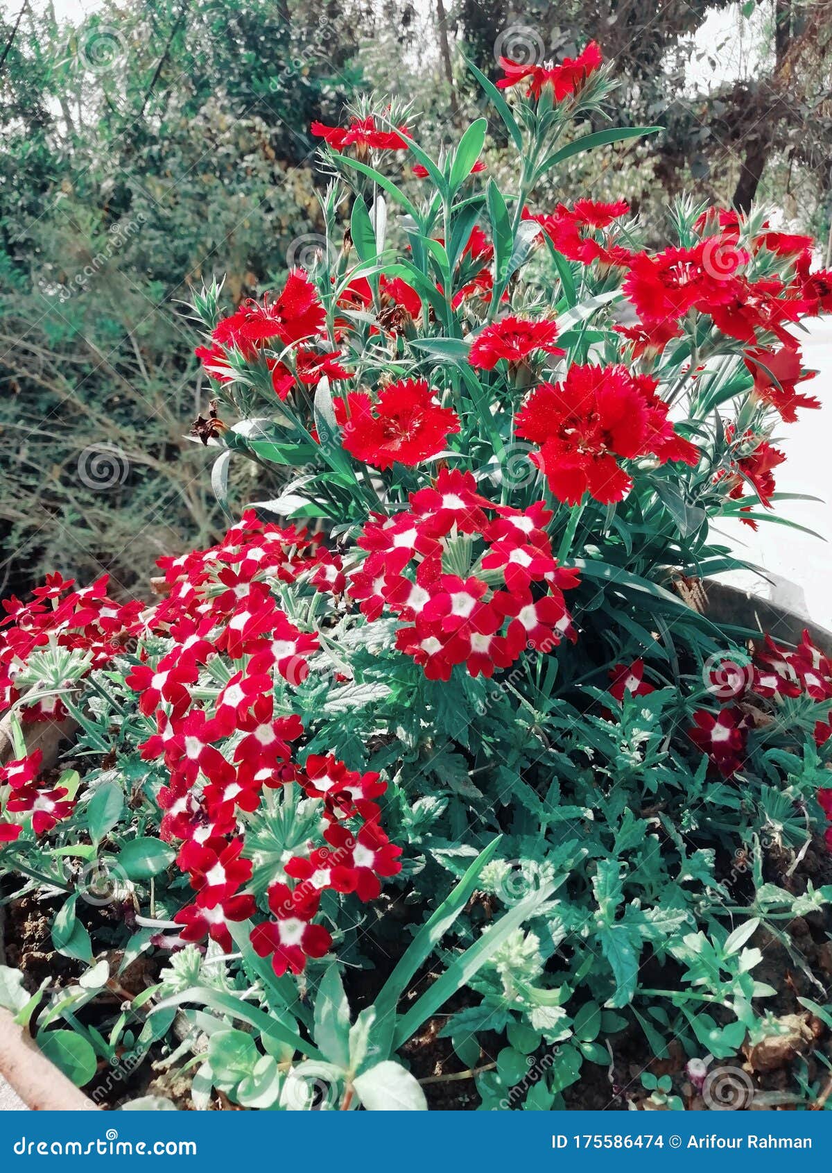 Flower Scene in stock photo. Image of flower, roof, garden - 175586474