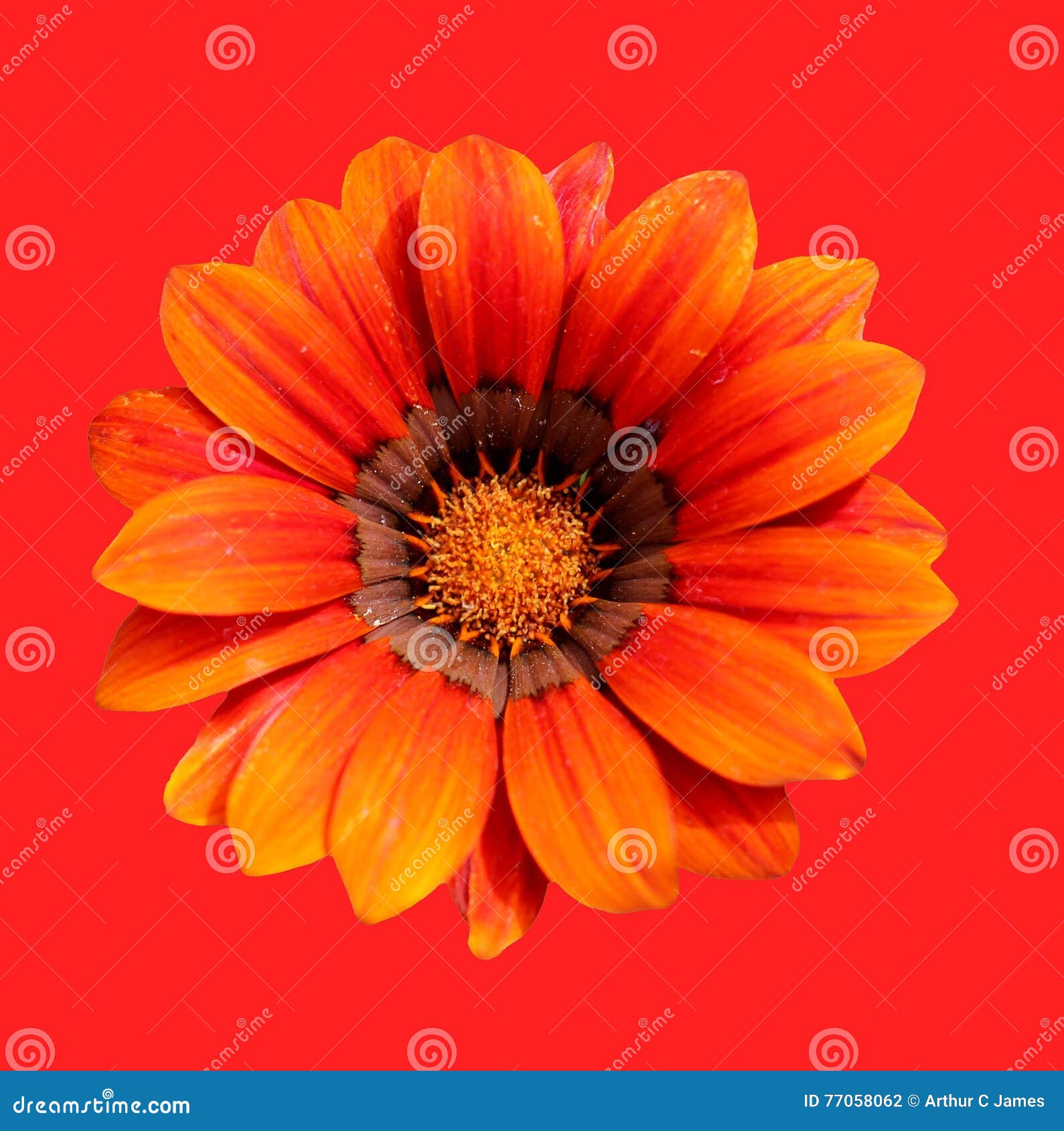Flower scene stock photo. Image of flower, chrysanths - 77058062