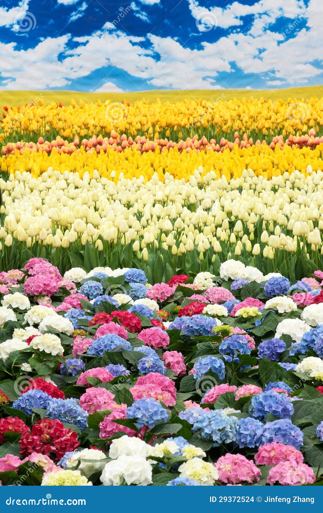 Flower scenery stock photo. Image of blossom, flower - 29372524