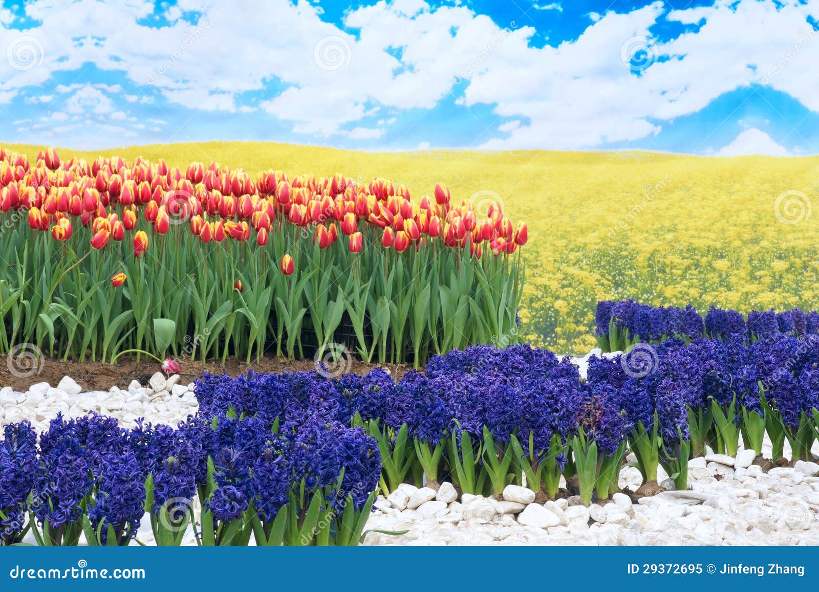 Flower scenery stock image. Image of color, tulip, tulips - 29372695