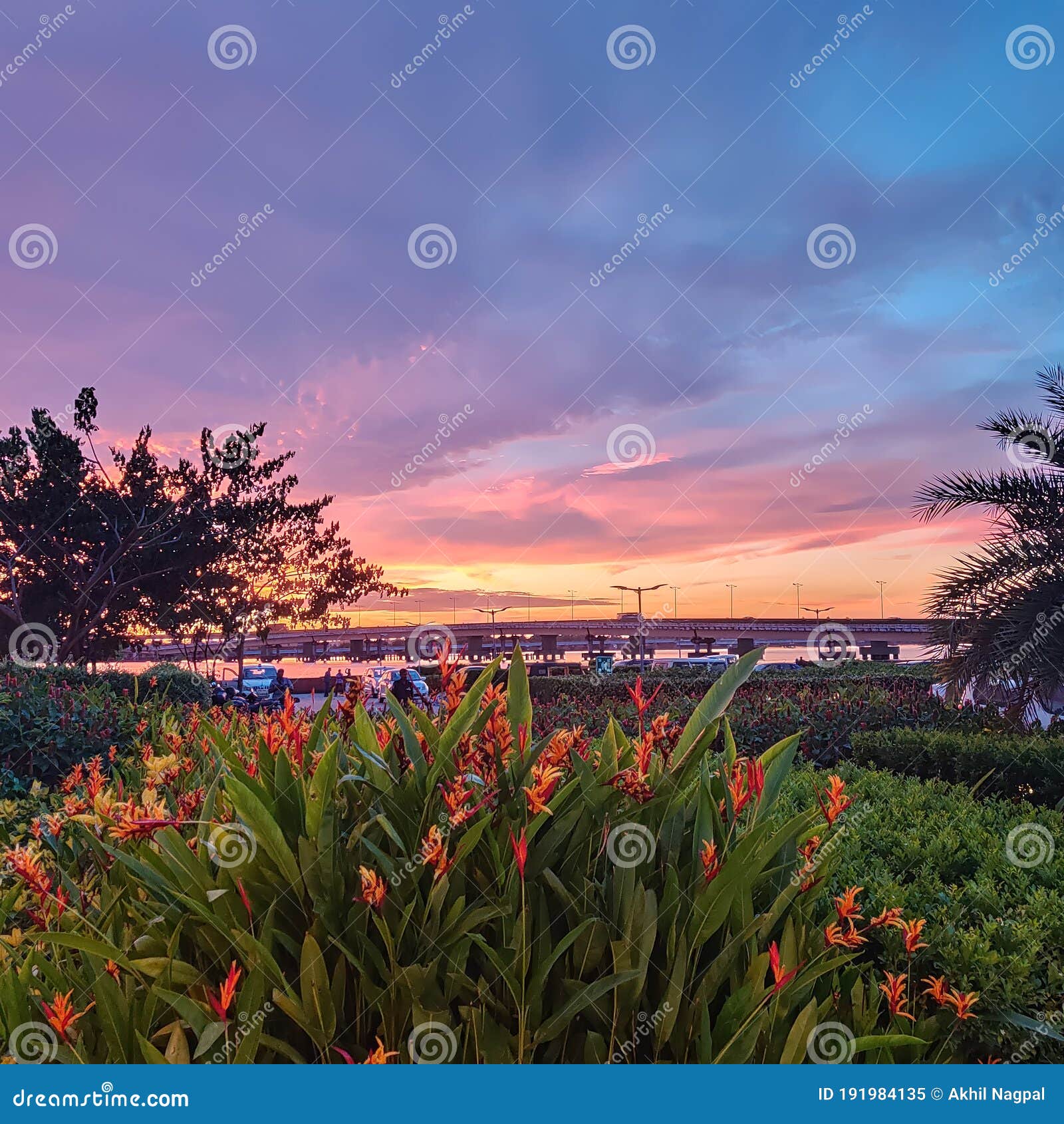 Flower scenic view stock image. Image of flower, flore - 191984135