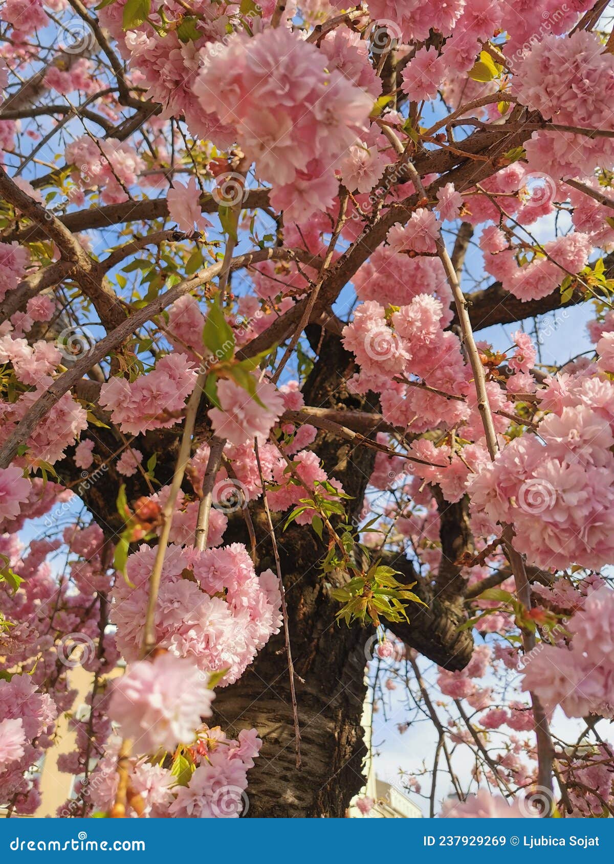 Flower Scent Holy Water In Handcraft Silver Bowl For Songkran Festival ...