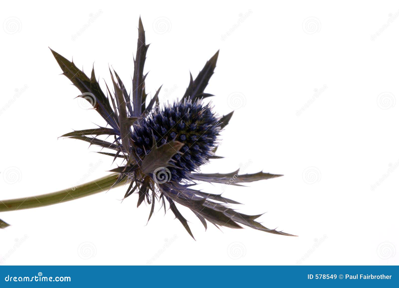 Flower of scotland stock image. Image of nature, prickle - 578549