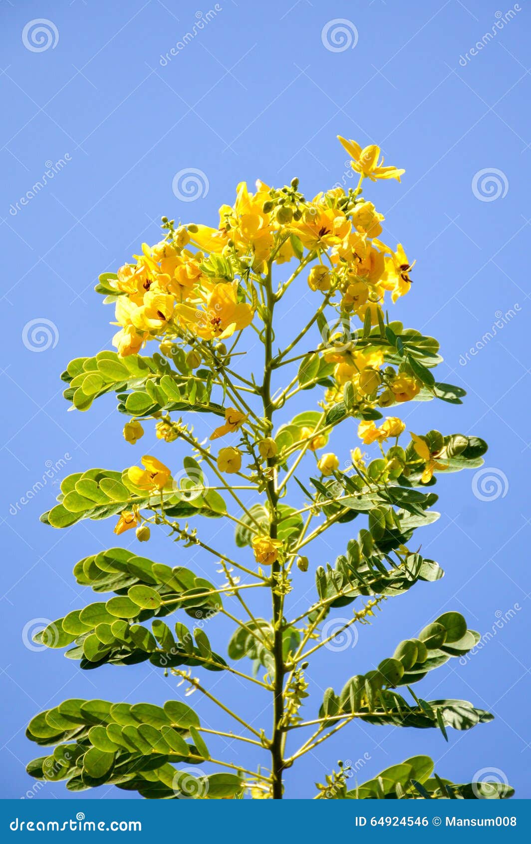 Flower of Scrambled Egg Tree Stock Photo - Image of botanical, botany ...