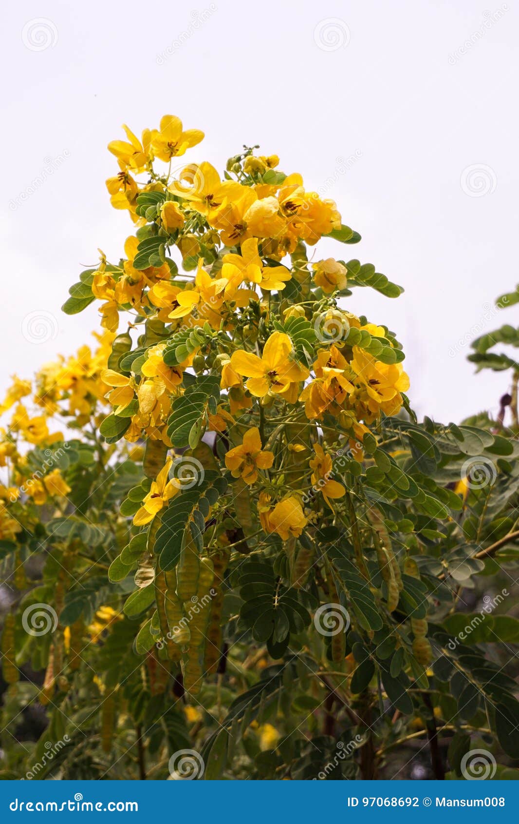Flower of Scrambled Egg Tree Stock Photo - Image of gardening, petal ...