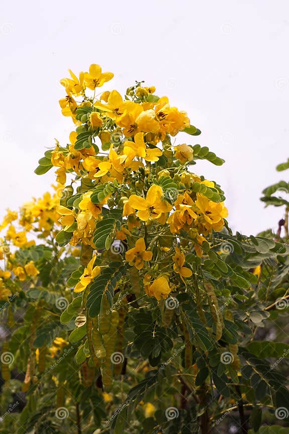 Flower of Scrambled Egg Tree Stock Photo - Image of gardening, petal ...