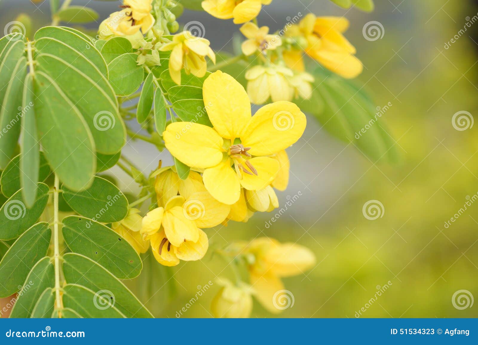Flower of Scrambled Egg Tree Stock Image - Image of natural, garden ...