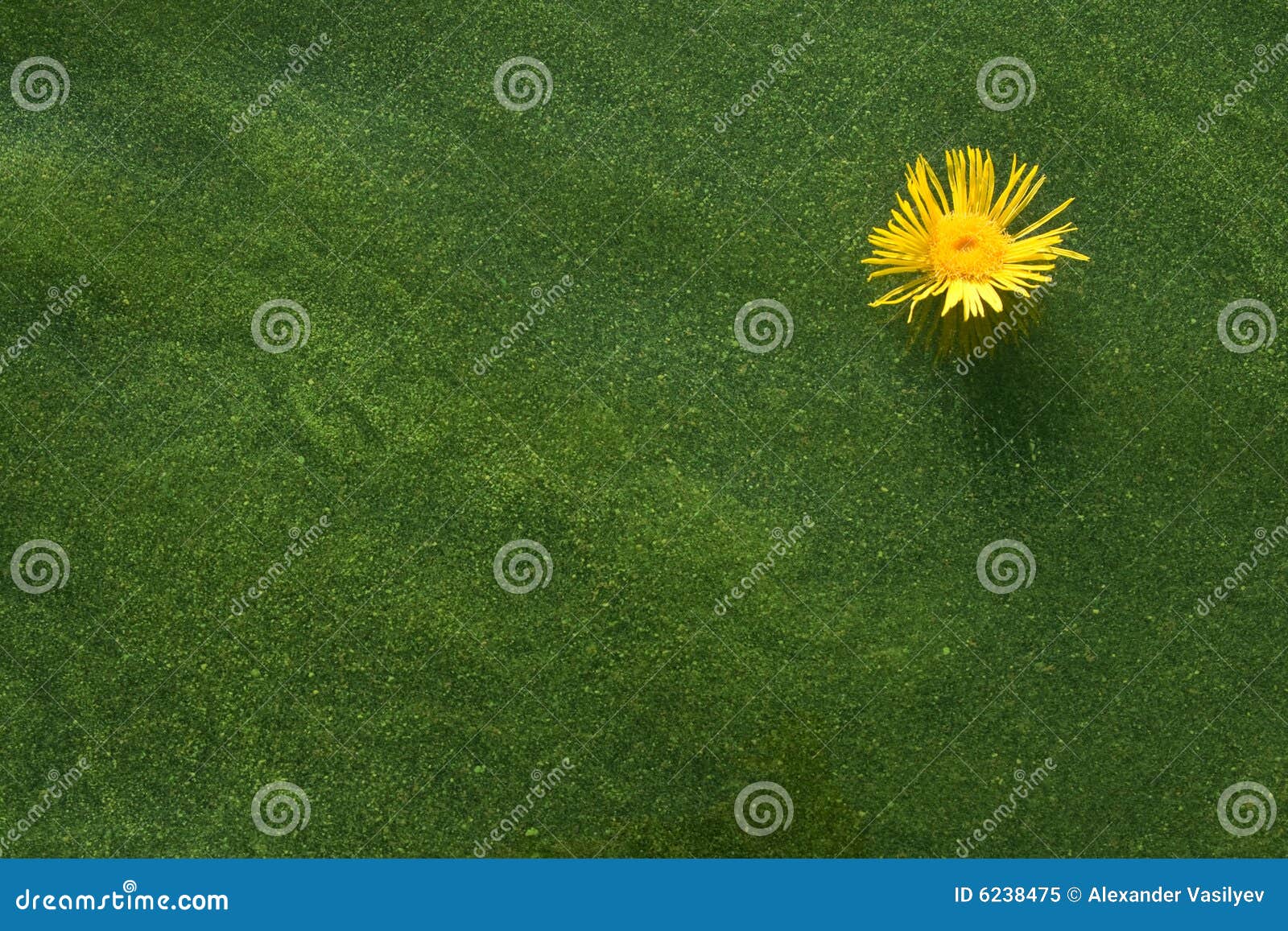 Flower On Scum Picture. Image: 6238475