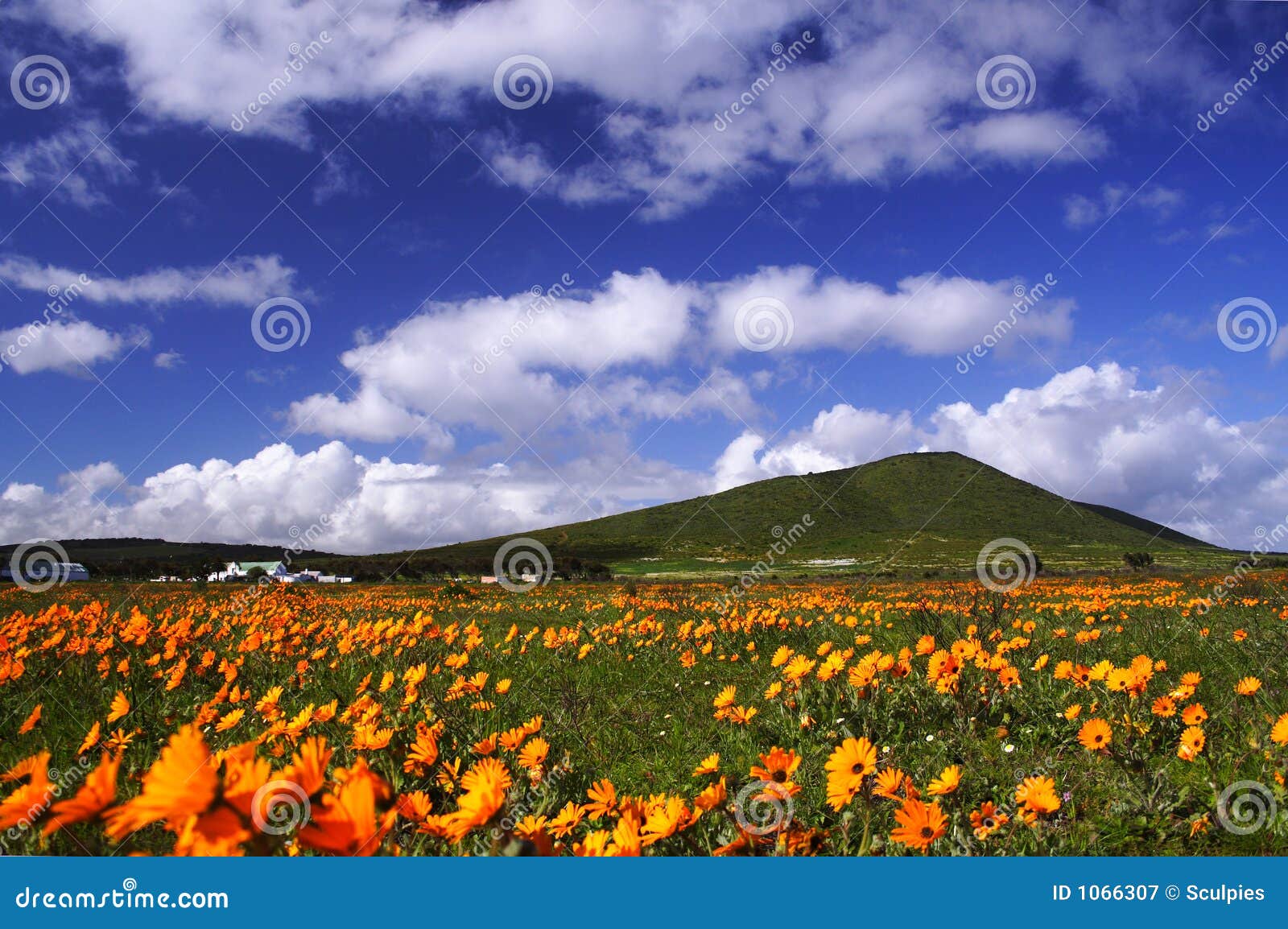 Flower Season stock image. Image of farm, green, blue - 1066307