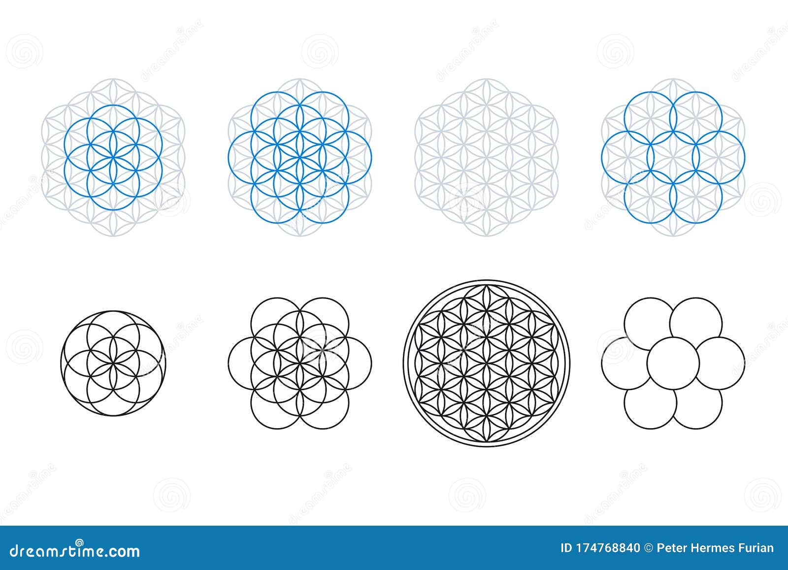 Flower of Life, Seed and Egg of Life, Development Stock Vector ...