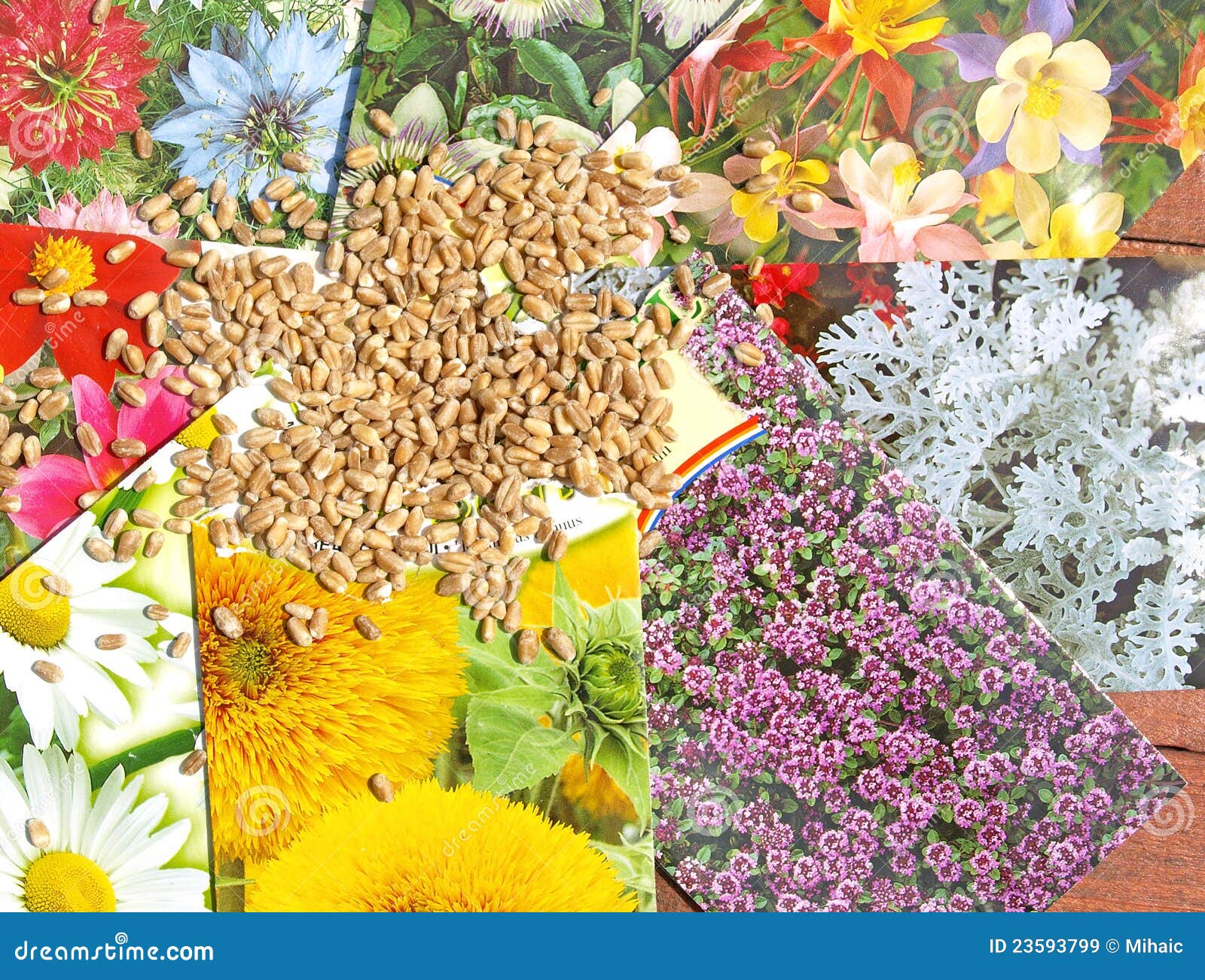 Flower seed mix stock image. Image of gardening, spring - 23593799