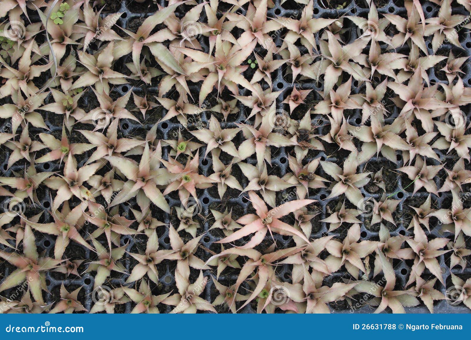 Flower Seedbed stock photo. Image of plants, garden, flora - 26631788