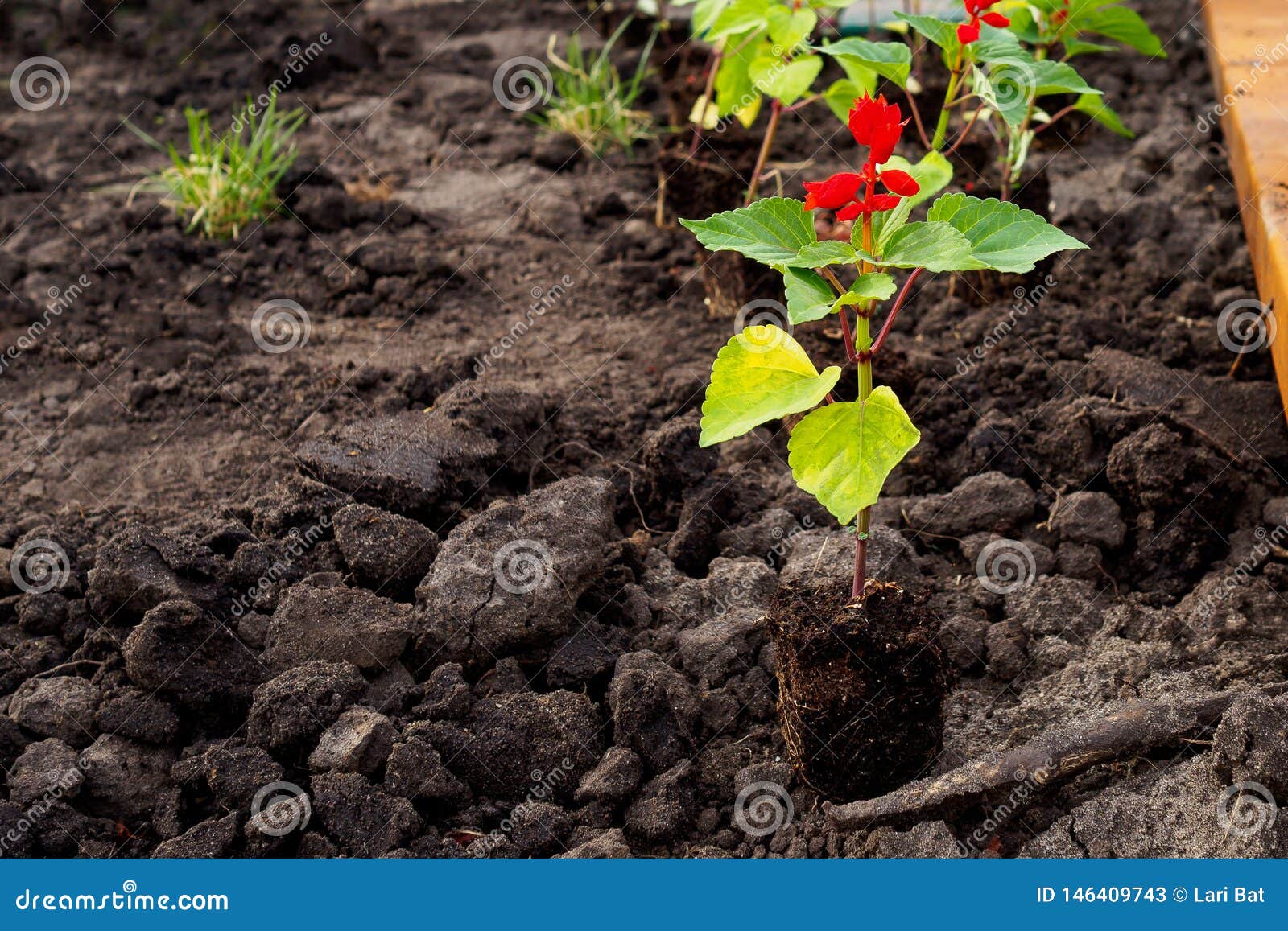 Flower Seedling Prepared for Planting in the Ground Stock Image - Image ...