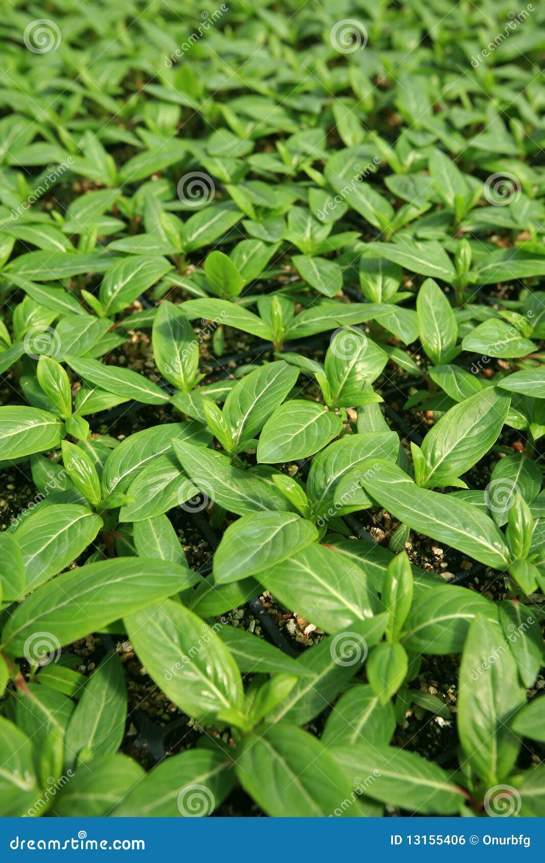Flower seedlings. stock photo. Image of farming, closeup - 13155406