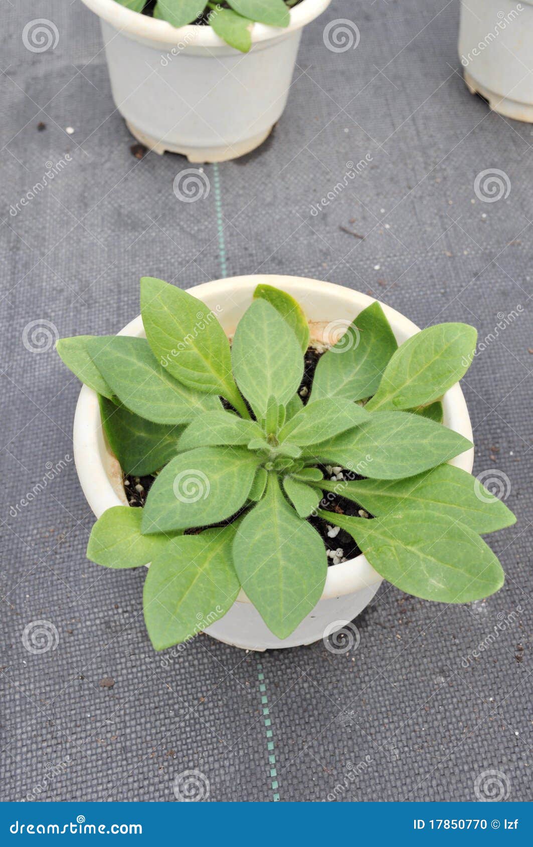 Flower seedlings stock photo. Image of farming, leaves - 17850770