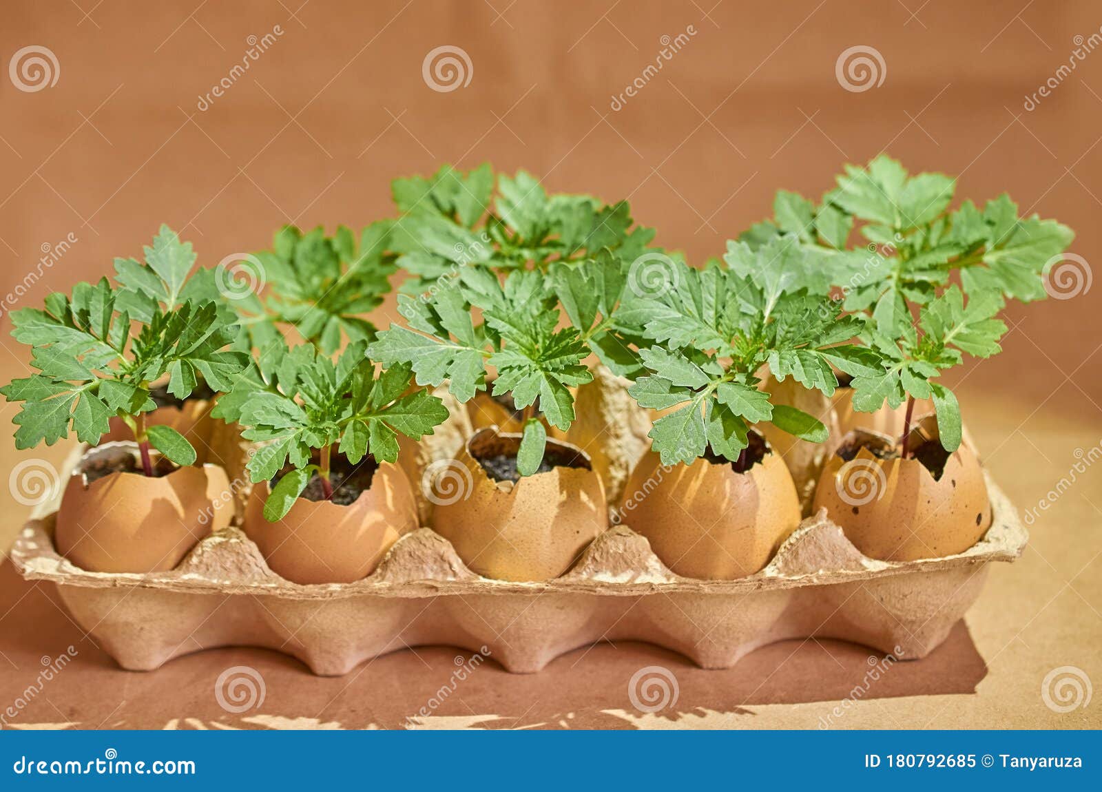 Flower Seedlings in Eggshells and Egg Boxes Stock Image - Image of ...