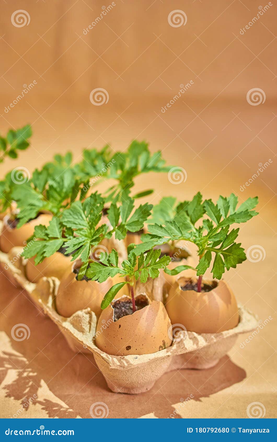 Flower Seedlings in Eggshells and Egg Boxes Stock Photo - Image of ...