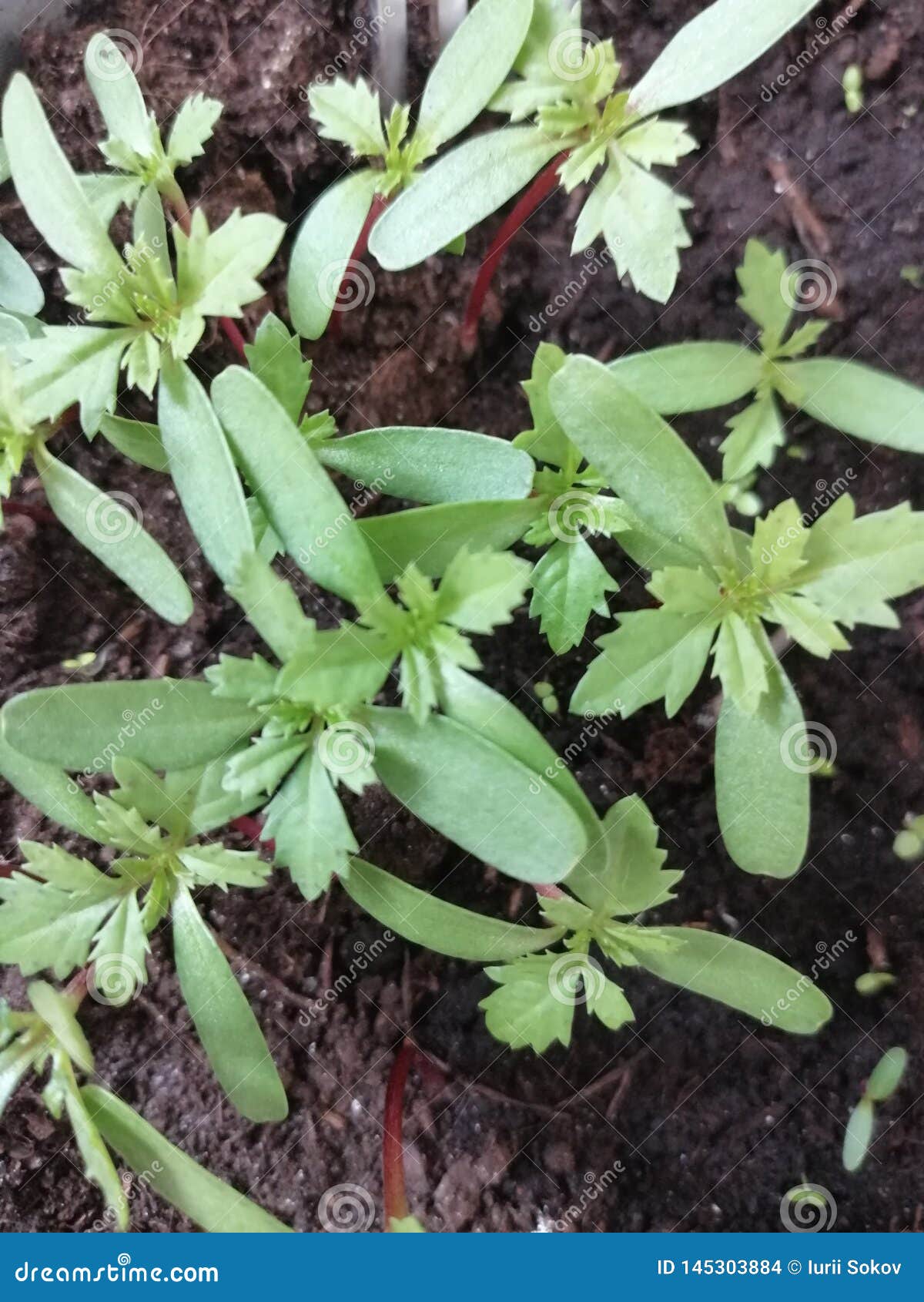 Flower seedlings in a pot stock photo. Image of plants - 145303884