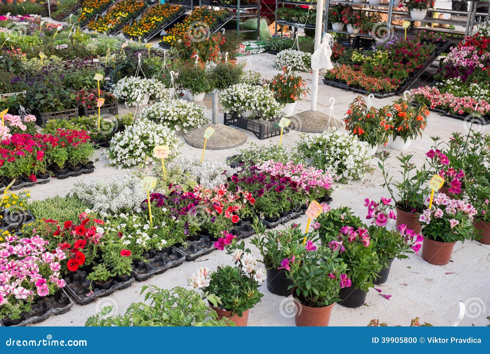 Flower seedlings stock photo. Image of grow, blossom - 39905800