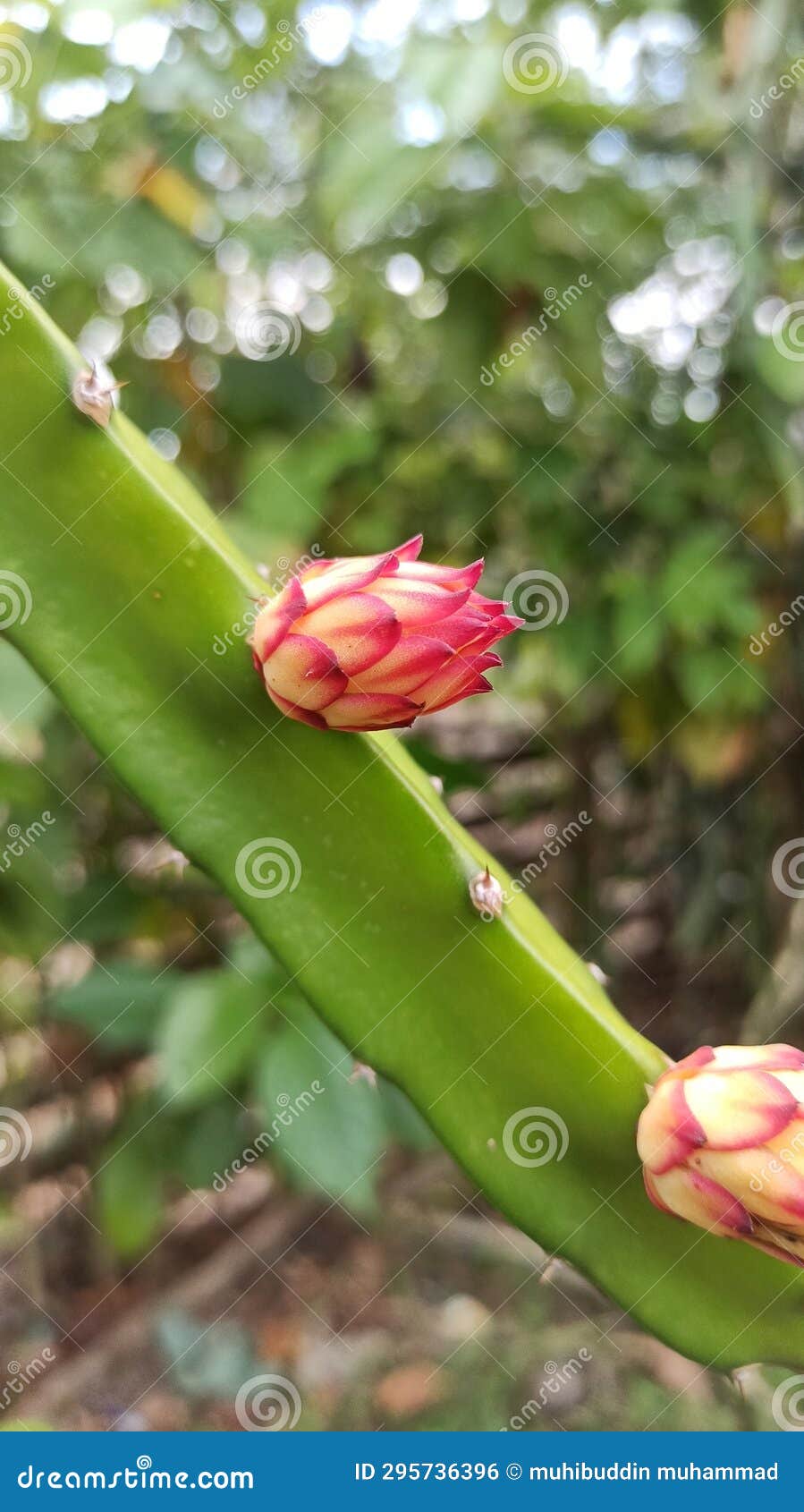Flower Seeds from Dragon Fruit that Will Bloom Stock Photo - Image of ...