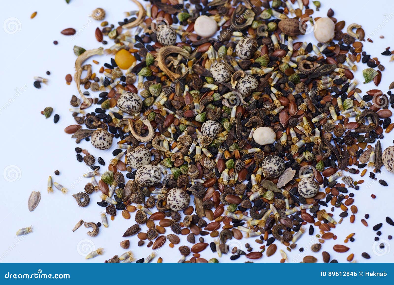 Flower seeds stock photo. Image of dried, summer, small - 89612846