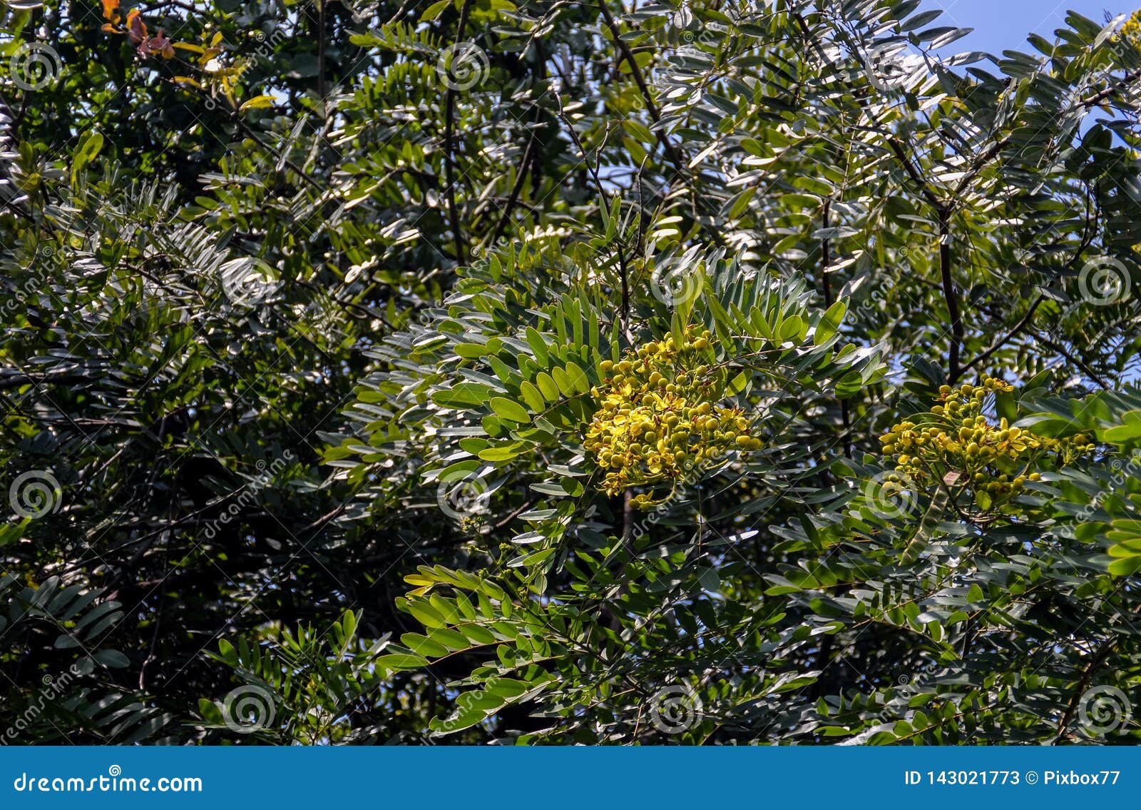 Senna Siamea, Tropical Tree Isolated On White Stock Photo ...