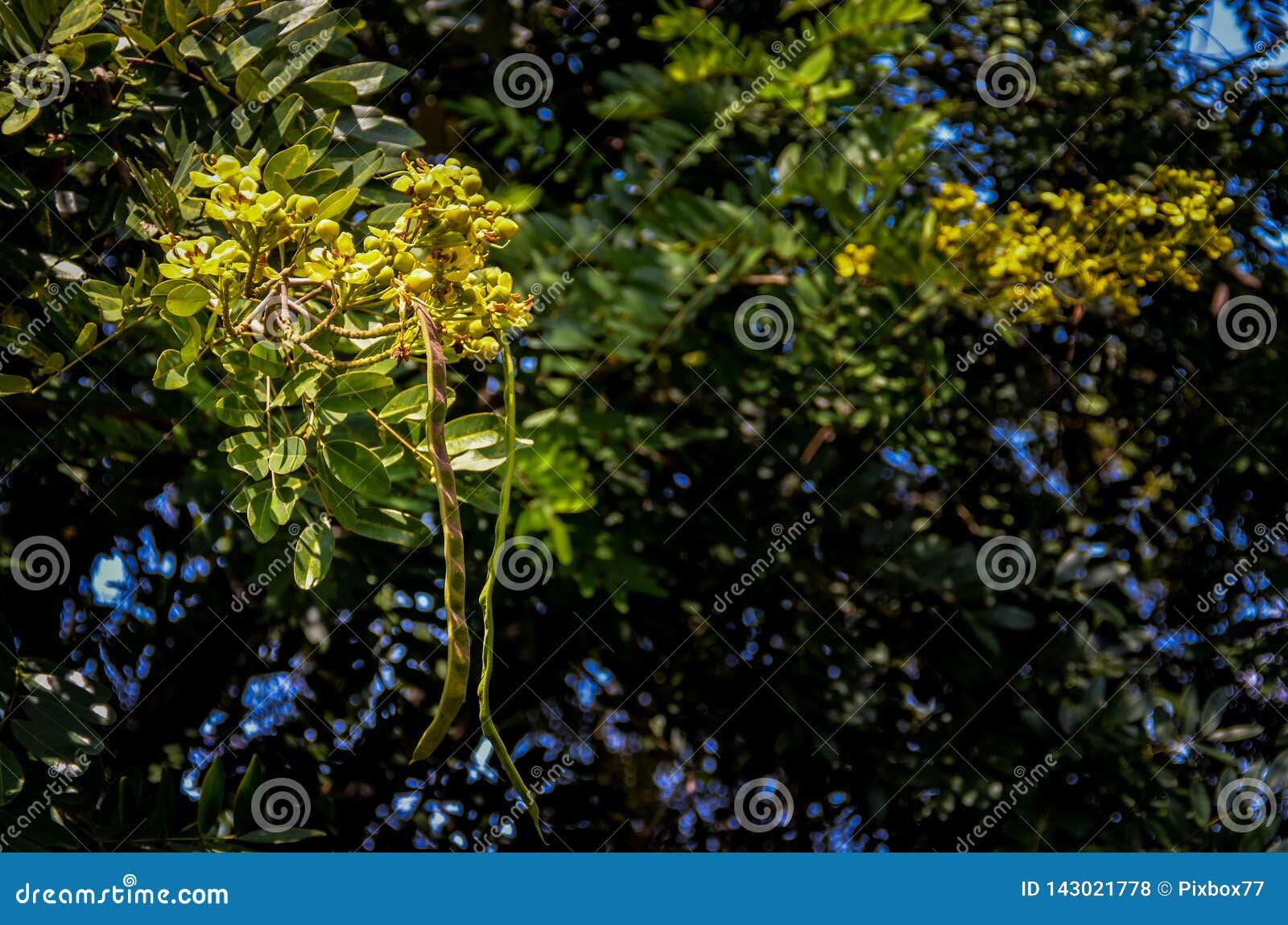 Flower of Senna Siamea Blooming on Tree Stock Photo - Image of kassod ...