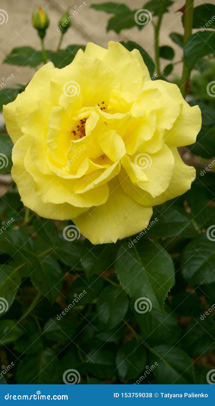 Flower of separation stock photo. Image of beauty, yellow - 153759038