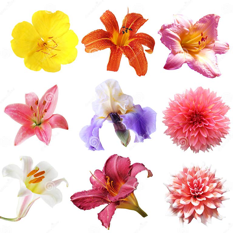 Flower set stock image. Image of pink, lily, daylily, isolated - 5758033
