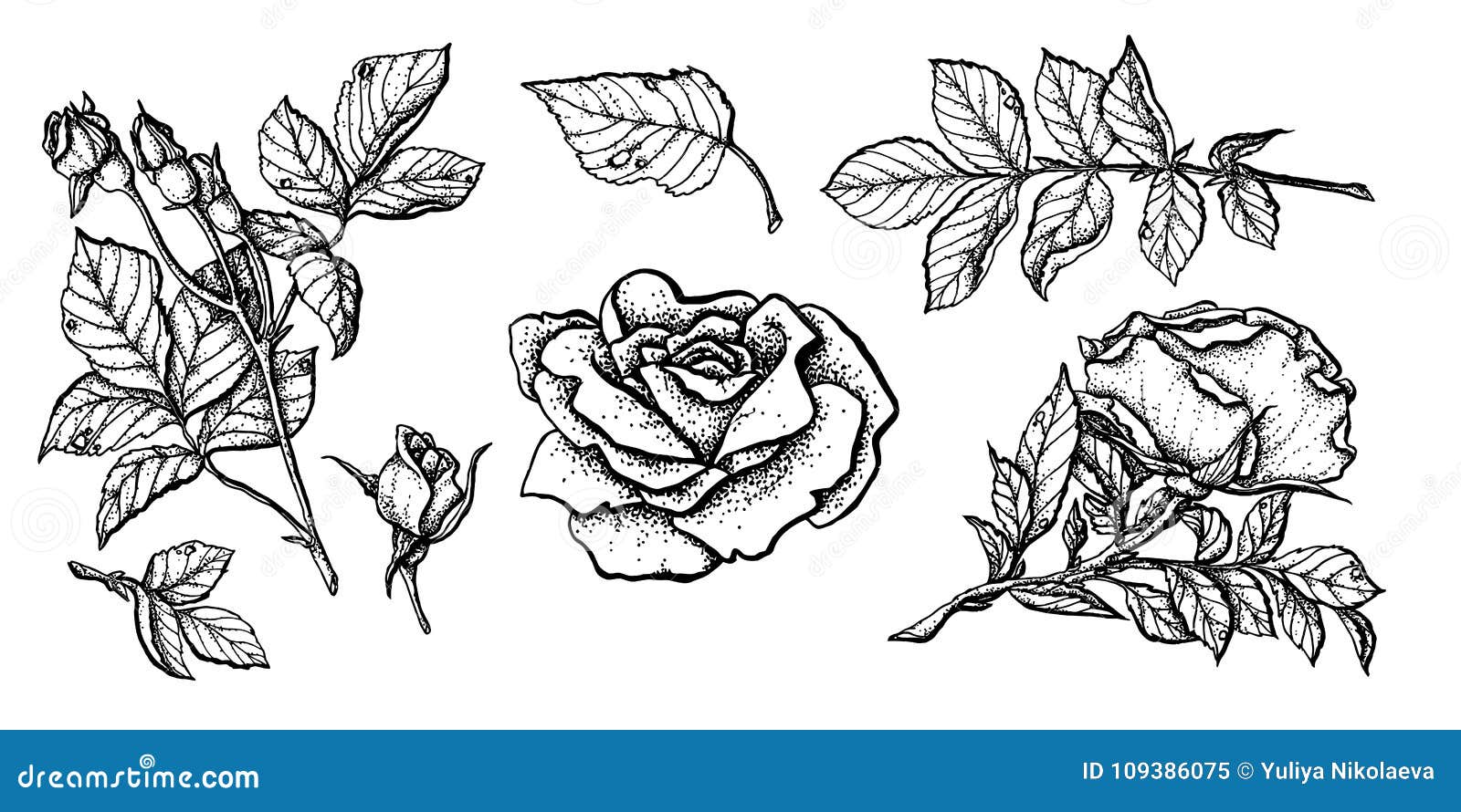 Flower Set Highly Detailed Hand Drawn Roses Stock Vector Illustration Of Vintage Collection