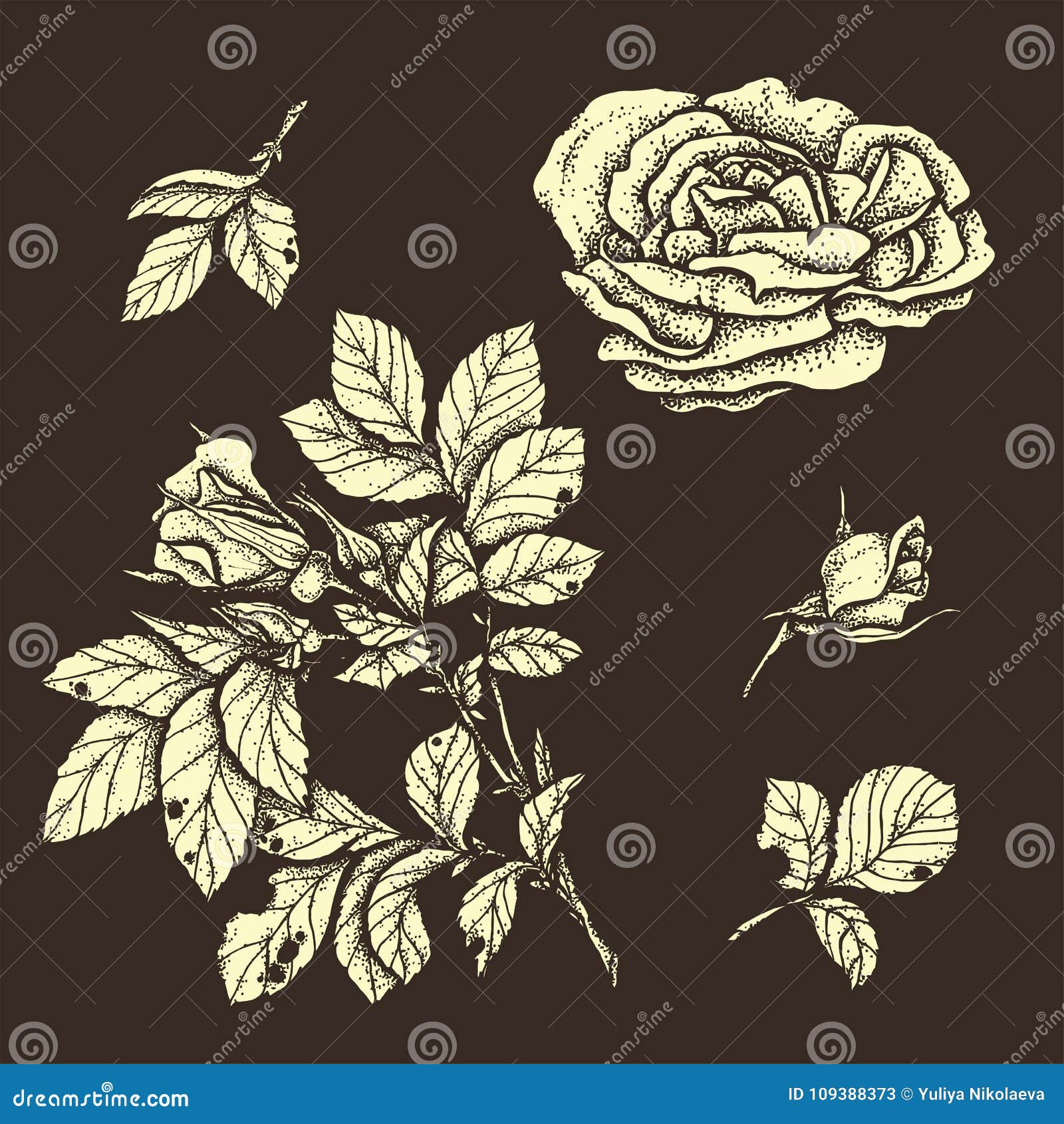 Flower Set Highly Detailed Hand Drawn Roses Stock Vector Illustration Of Flower Blossom