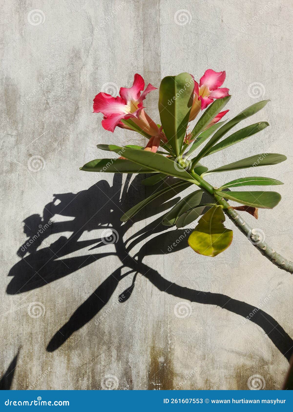 Flower and shadow stock image. Image of fhotos, capture - 261607553