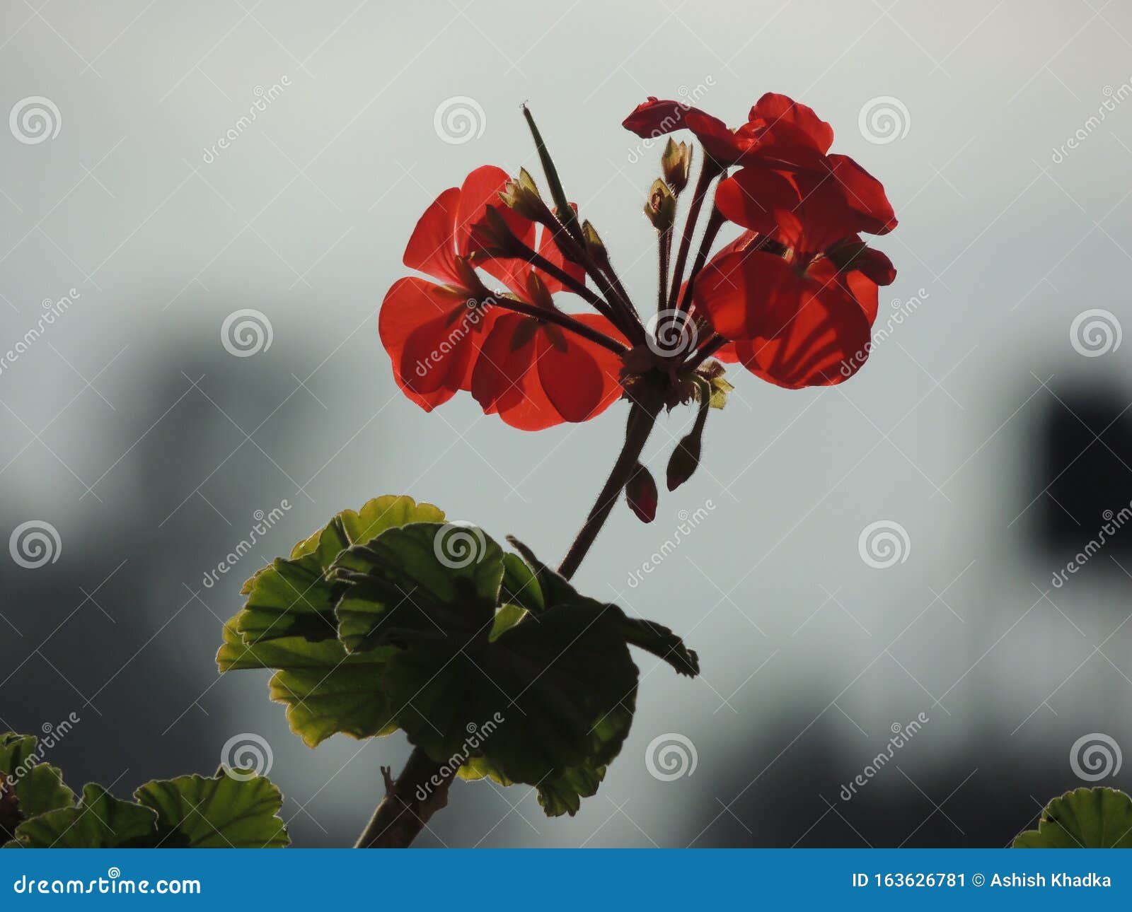 Flower on Shadow stock image. Image of shadow, plant - 163626781