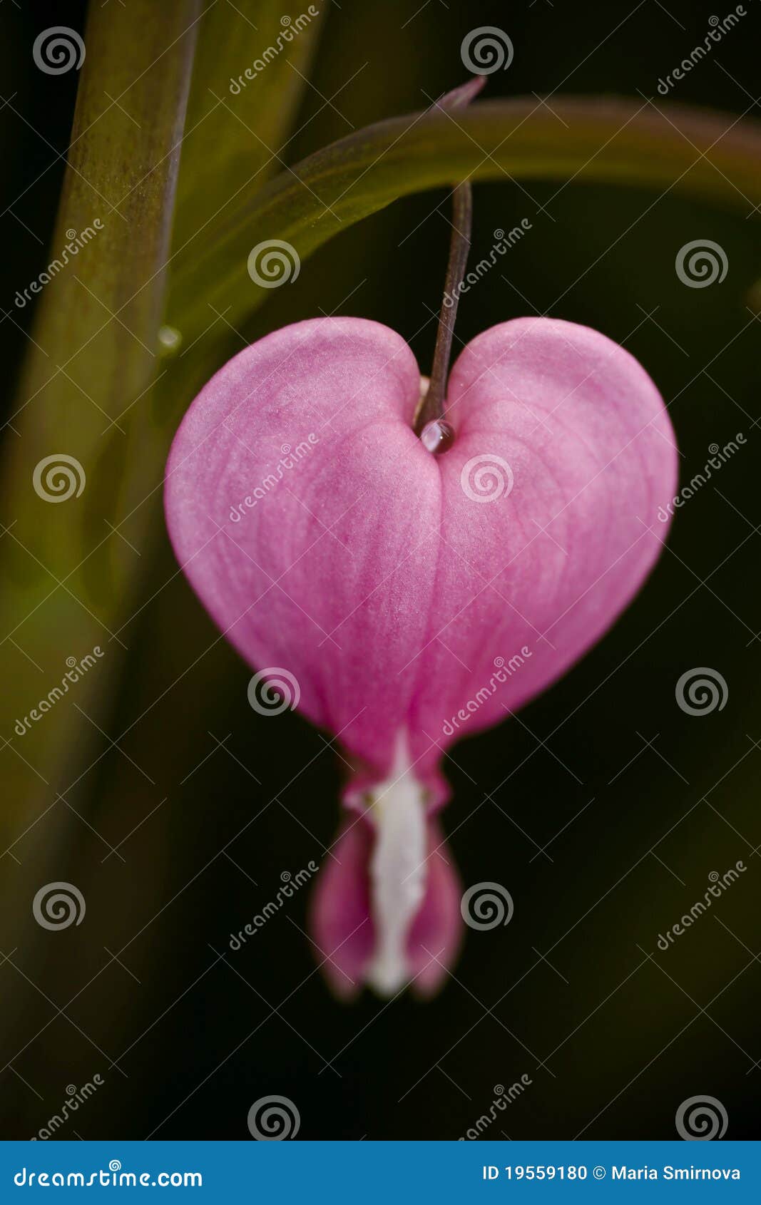 Flower in the Shape of a Heart Stock Photo - Image of pink, bloom: 19559180