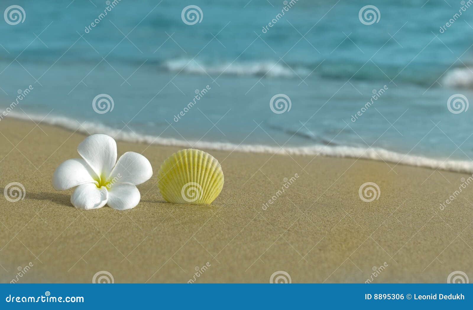 Flower and Shell on the Beach Stock Photo - Image of relaxation, ocean ...