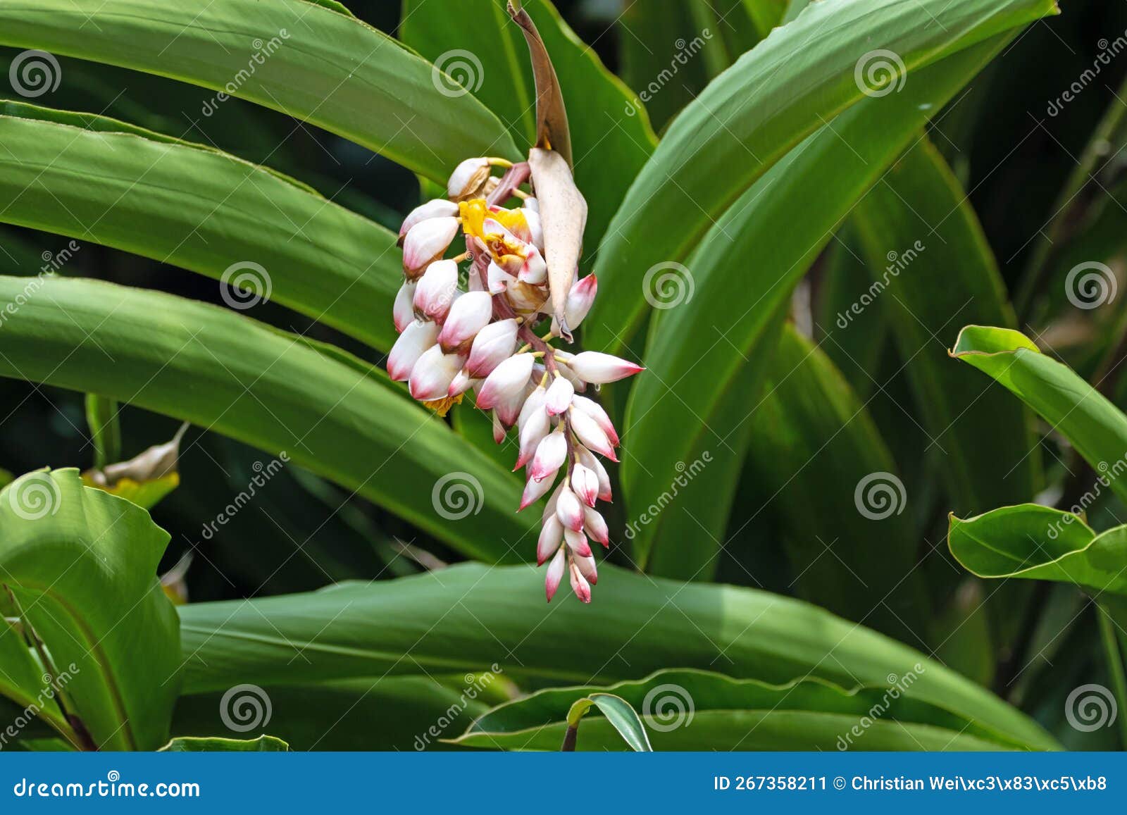 Flower of a Shell Ginger, Alpinia Zerumbet Stock Image - Image of leaf ...