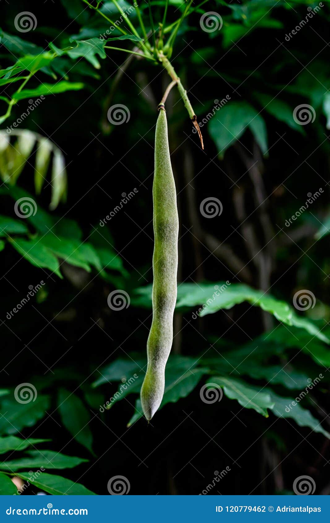 Flower Shell Pod stock photo. Image of organic, shell - 120779462