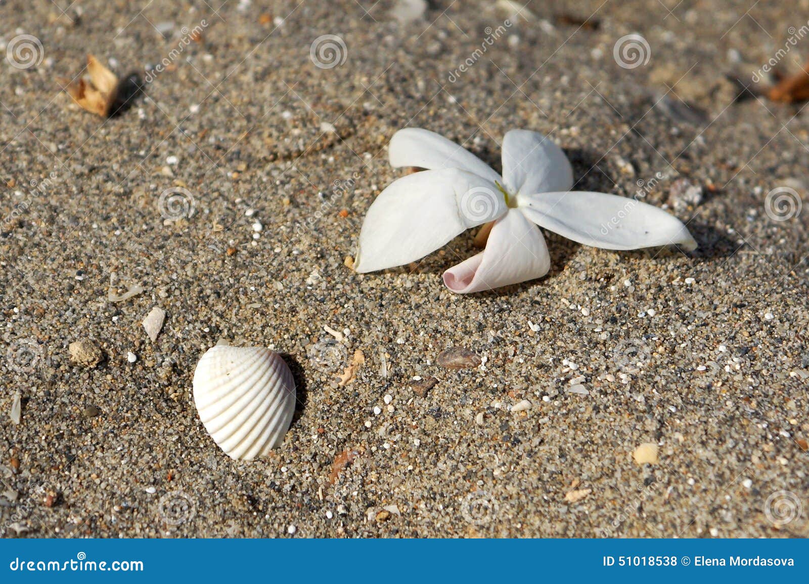 Flower and Shell in the Sand on the Beach Stock Photo - Image of ...