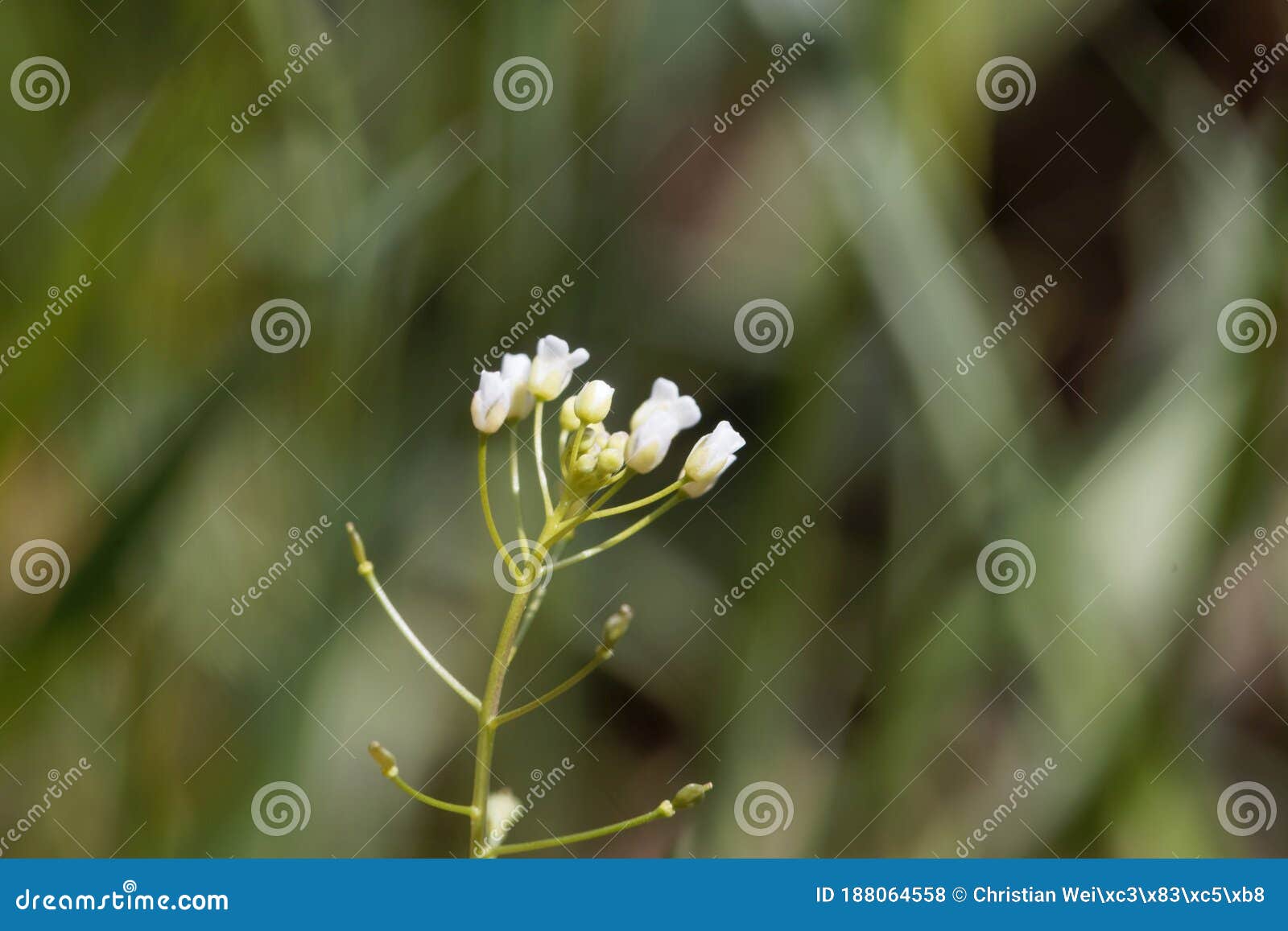 Flower of a Shepherds Purse, Capsella Bursa-pastoris Stock Photo ...
