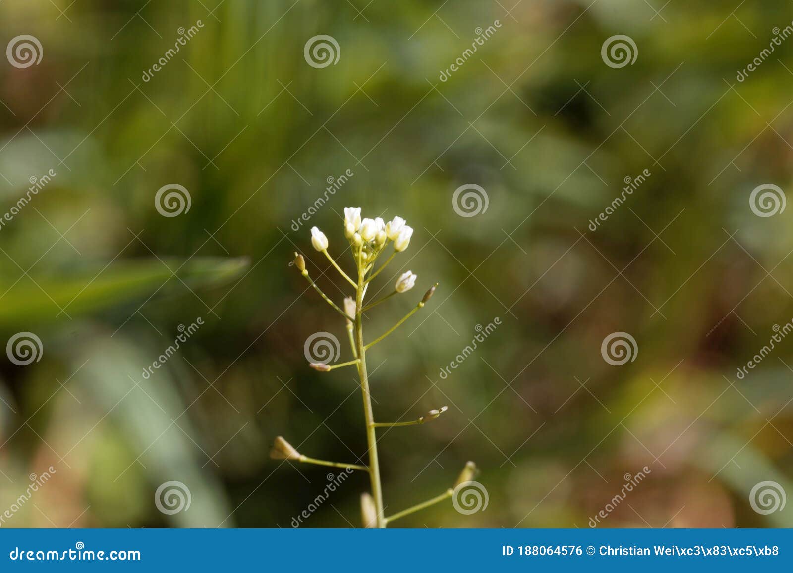 Flower of a Shepherds Purse, Capsella Bursa-pastoris Stock Photo ...