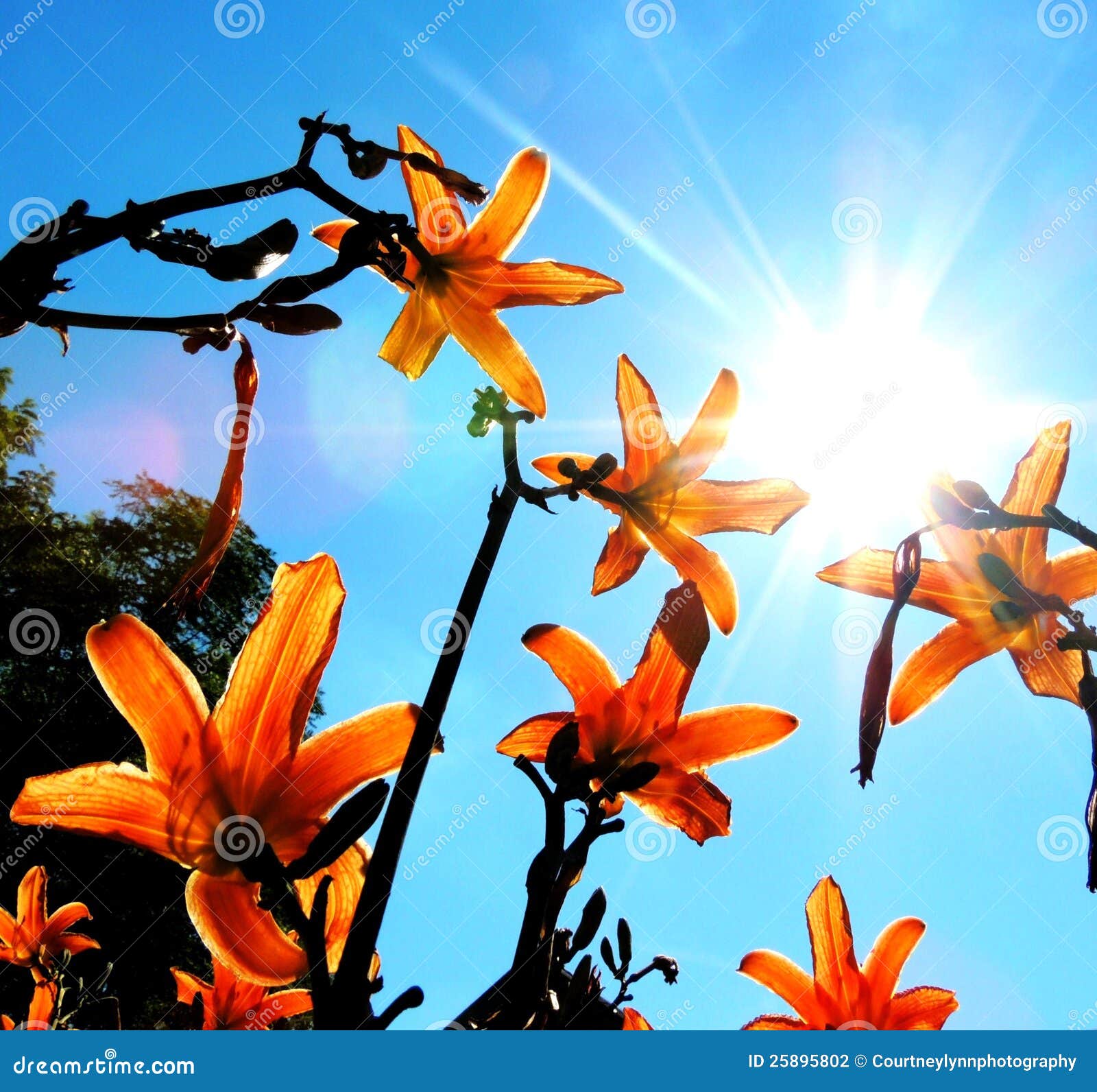 Flower Shine stock photo. Image of shine, color, bright - 25895802