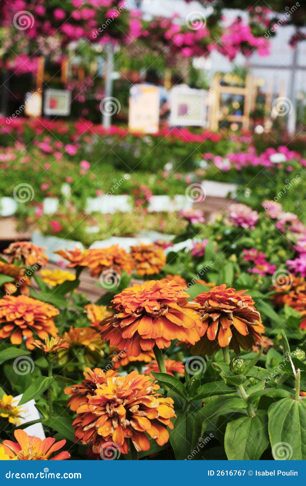 Flower shop stock image. Image of colorful, flowers, shop - 2616767