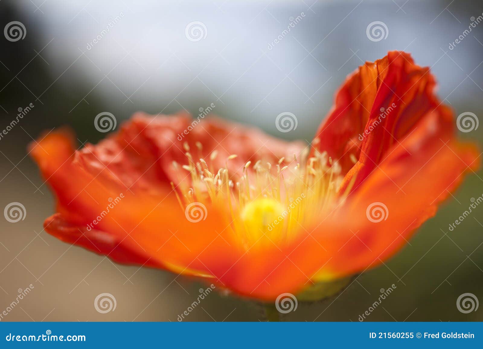 Flower shot stock image. Image of flowers, yellow, flower - 21560255