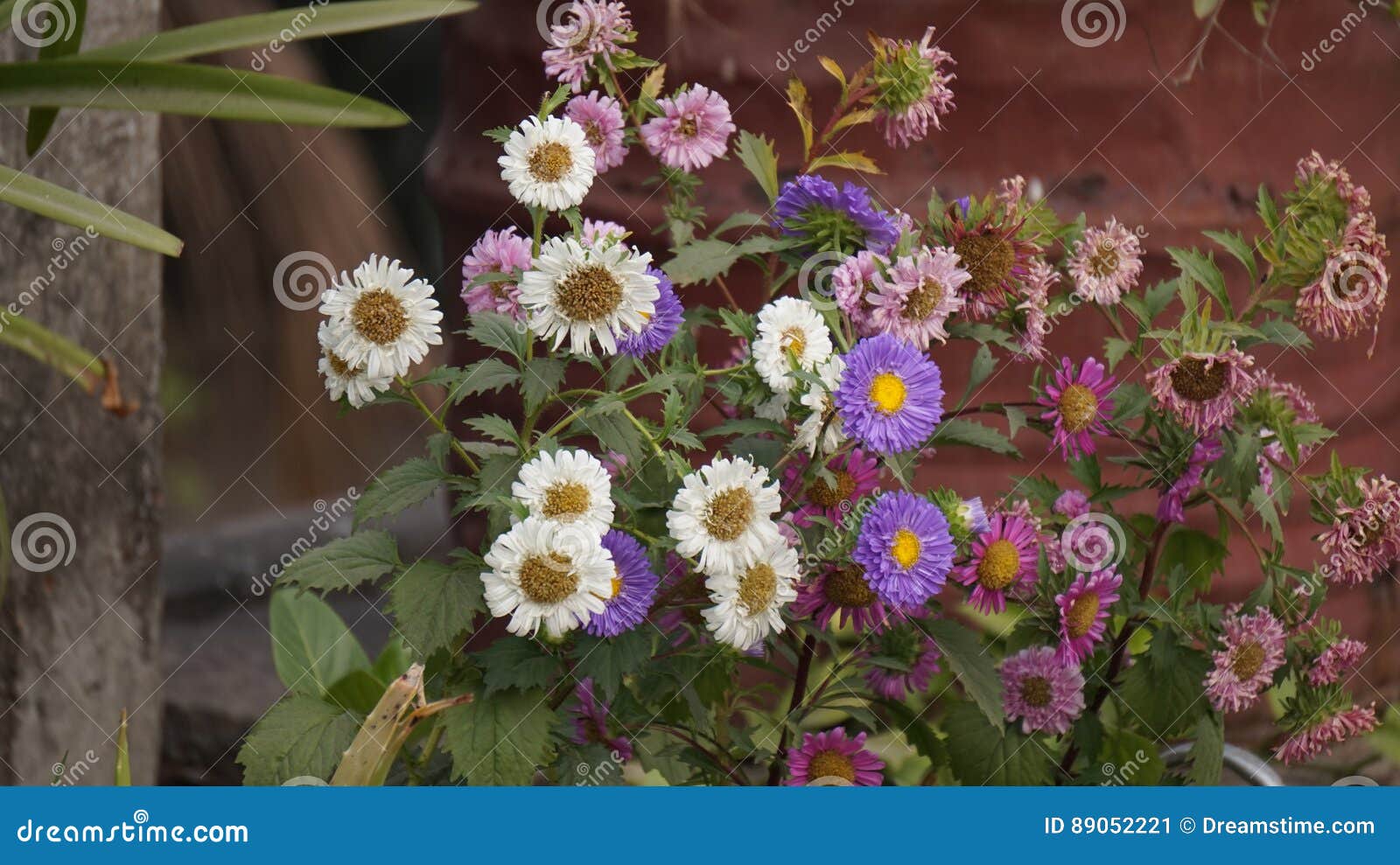 Flower Shot stock image. Image of beauty, shows, parliament - 89052221